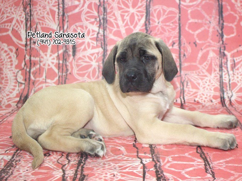 English Mastiff Puppy FN:BLK MSK ID:23472 Located at Petland Sarasota ...