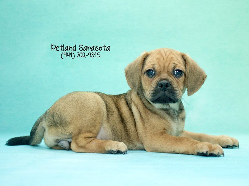 Puggle Puppy Fawn ID:23646 Located at Petland Sarasota, Florida