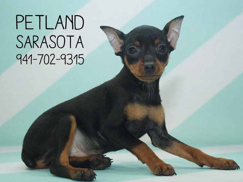 Miniature Pinscher Puppy Black / Rust ID:24015 Located at Petland ...
