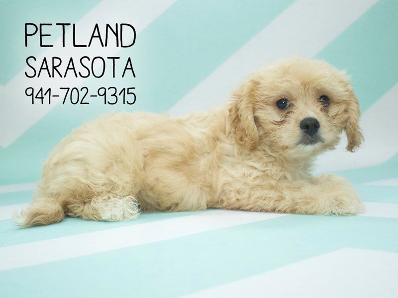 Cavachon Puppy RED ID:24047 Located at Petland Sarasota, Florida