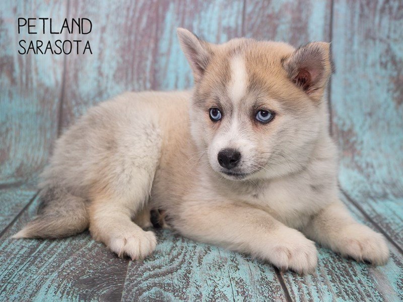 Pomsky Puppy gray white ID:24719 Located at Petland Sarasota, Florida