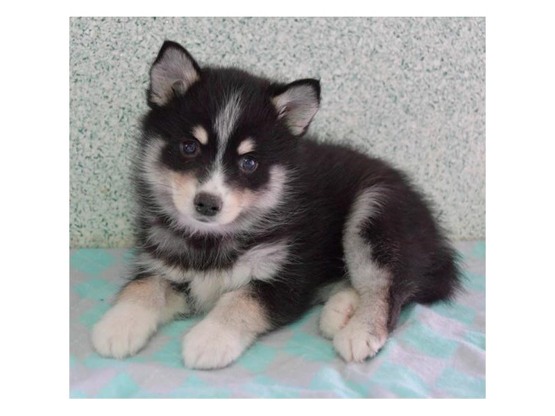 Pomsky Puppy Black Tan / White ID:25606 Located at Petland Sarasota ...