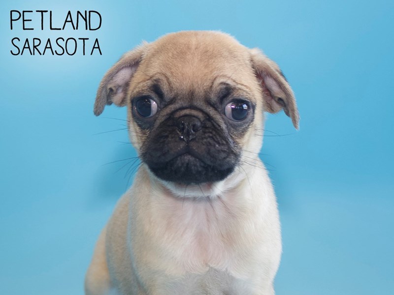 Pug Puppy Fawn ID:25840 Located at Petland Sarasota, Florida