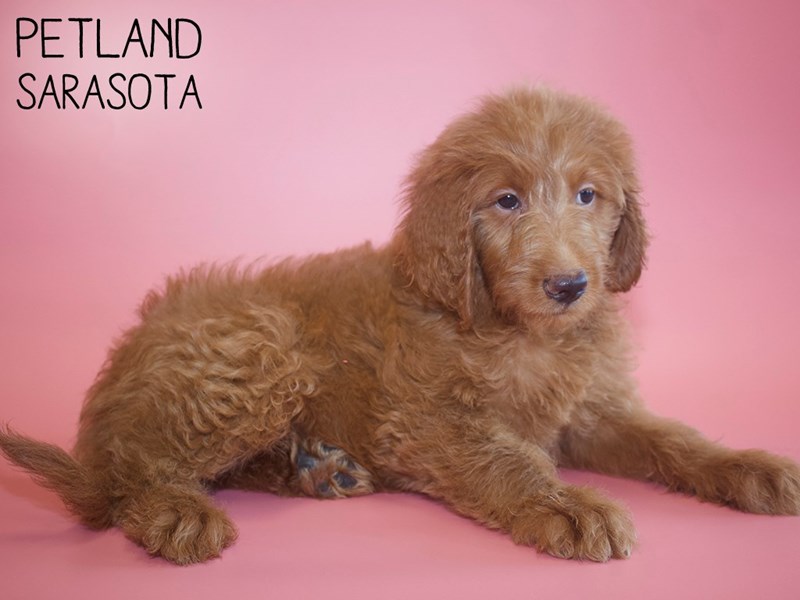 Labradoodle-DOG-Female-Red-2787005-Petland Sarasota, Florida