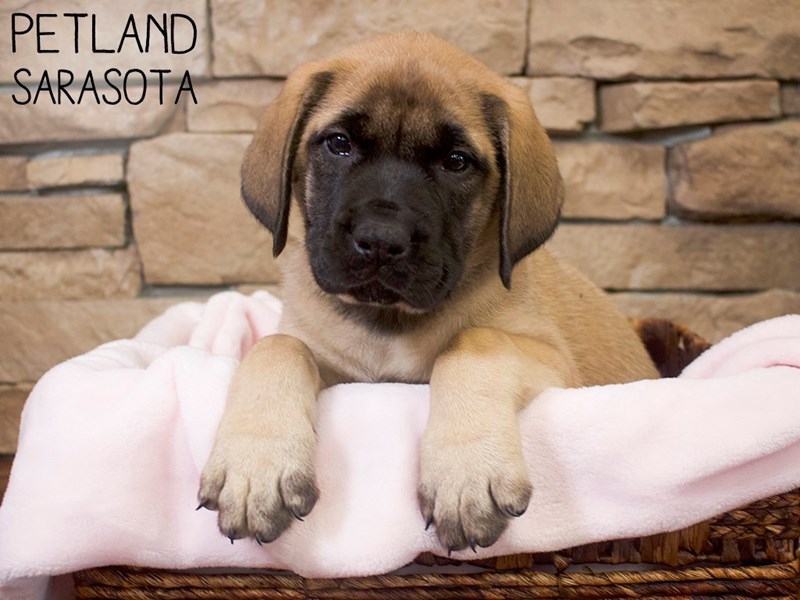 English Mastiff Puppy Fawn ID:26690 Located at Petland Sarasota, Florida