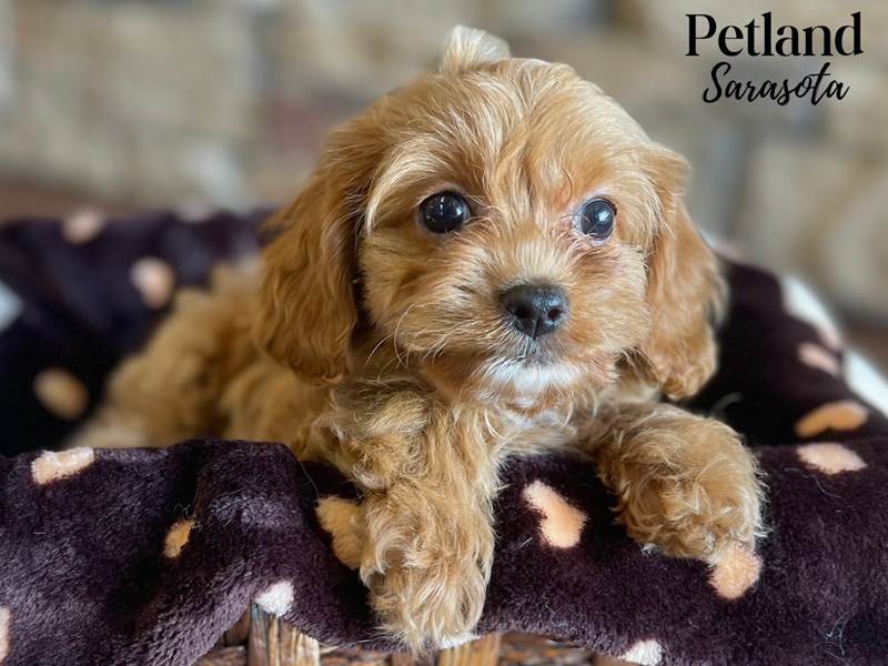 Cavapoo Puppies - Petland Sarasota, Florida