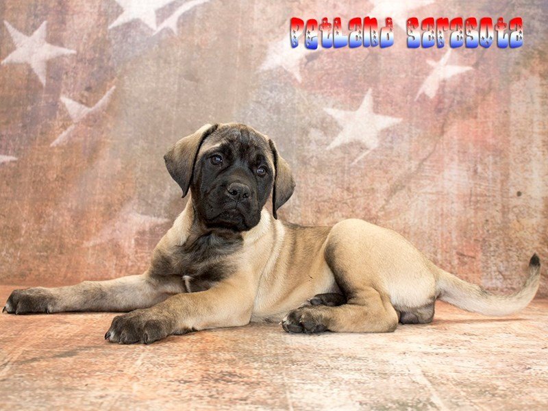 English Mastiff Puppy FN ID:22581 Located at Petland Sarasota, Florida
