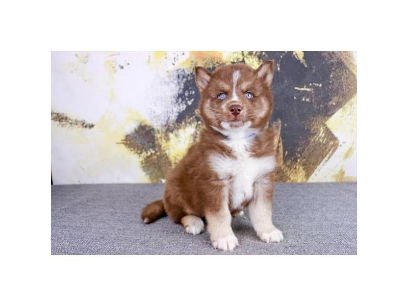 Pomsky Puppy Chocolate / Tan ID:22772 Located at Petland Sarasota, Florida