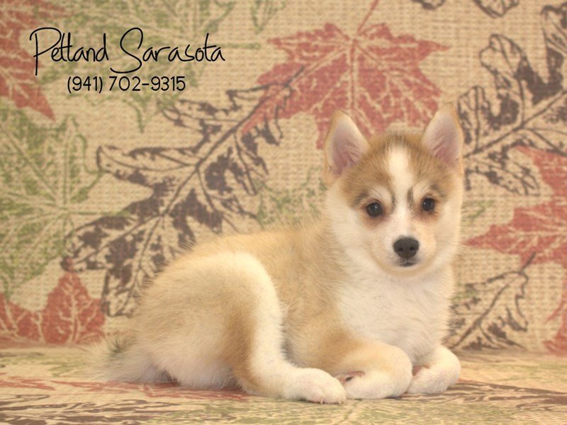 Pomsky Puppy Agouti / White ID:22993 Located at Petland Sarasota, Florida