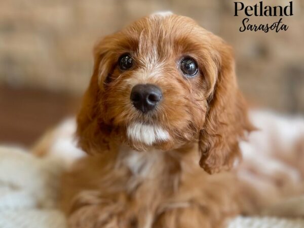 Cavapoo-DOG-Male-BRINDLE-2763824-Petland Sarasota, Florida