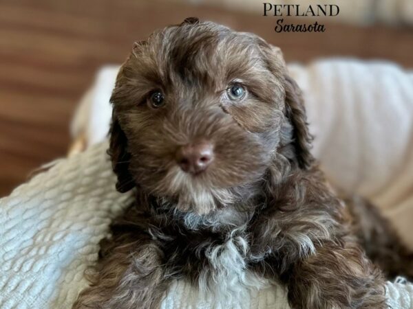 Havapoo-Dog-Male-Blue Merle-4265033-Petland Sarasota, Florida
