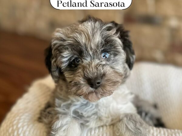 Schnoodle Puppies - Petland Sarasota, Florida