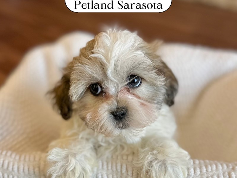Teddy Bear Puppy Brown White ID:25615 Located at Petland Sarasota, Florida