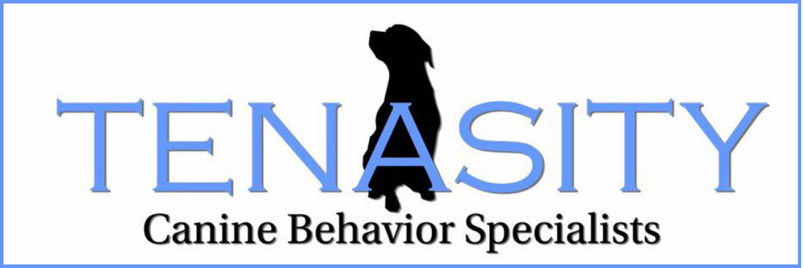 Find Tenasity Lifetime Dog Training Puppies | Petland Sarasota, Florida