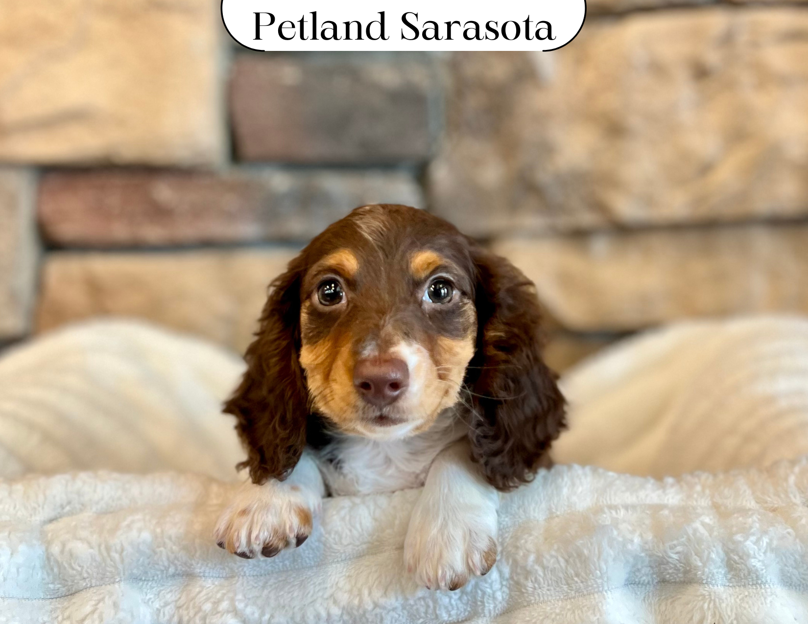 Available Puppies & Kittens - Petland Sarasota, Florida