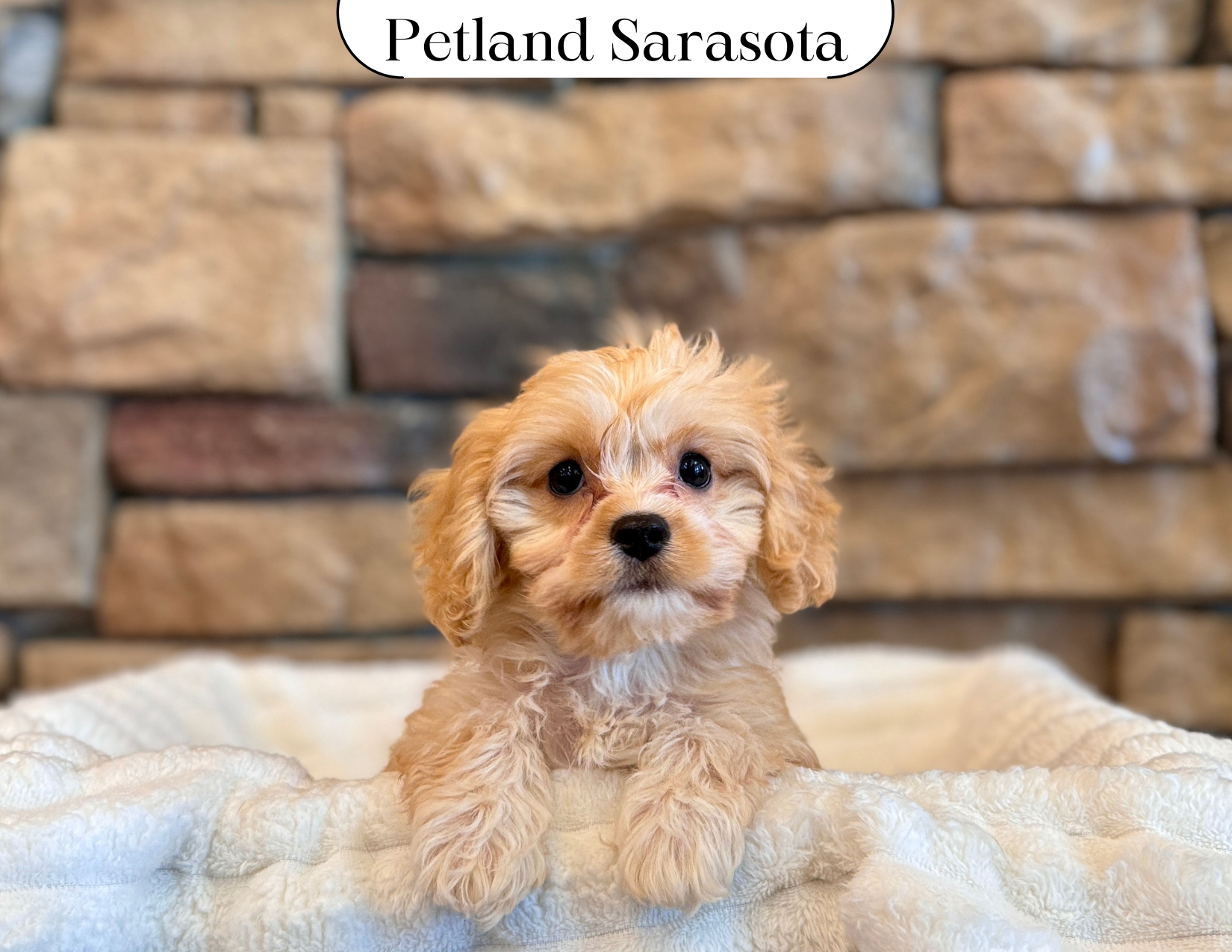 Available Puppies & Kittens - Petland Sarasota, Florida