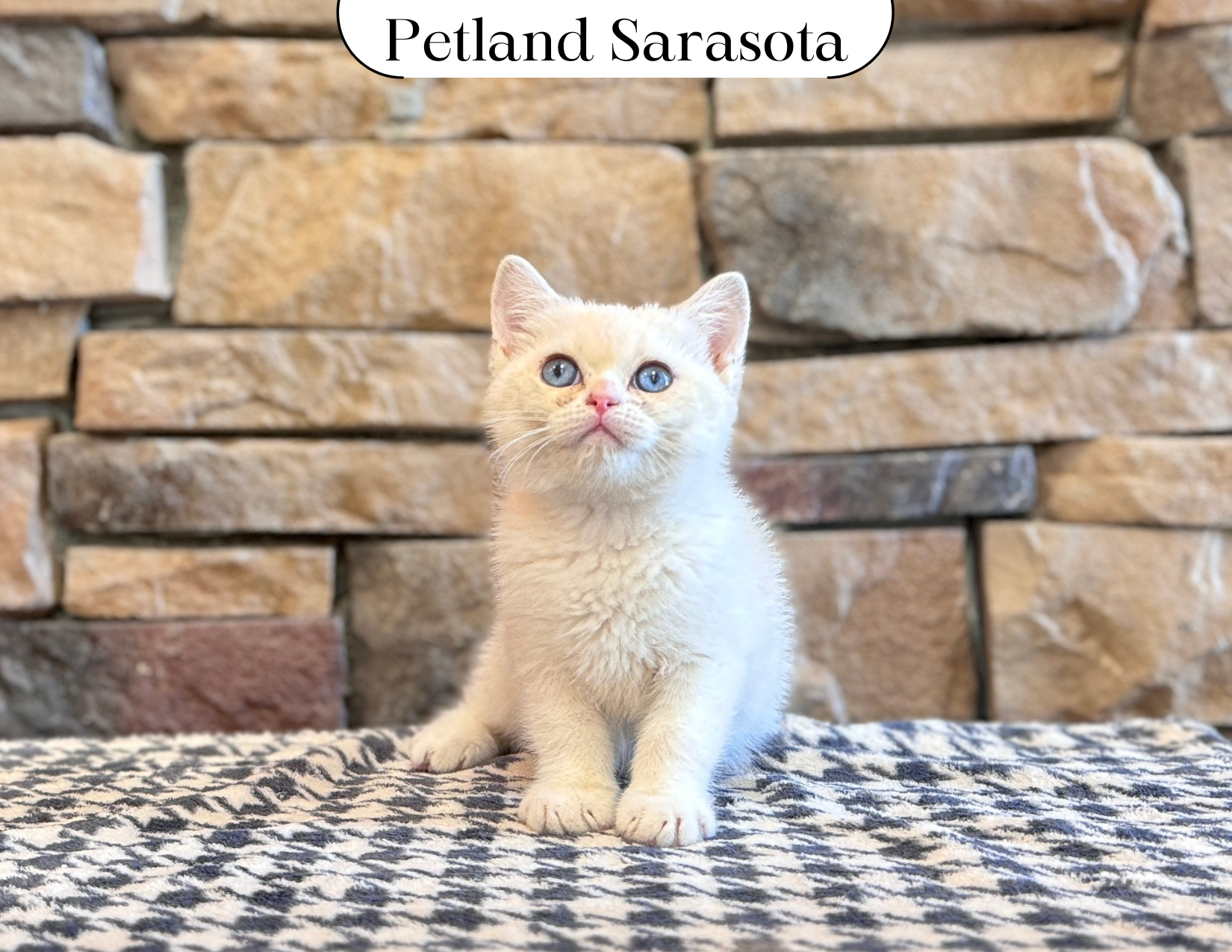 Available Puppies & Kittens - Petland Sarasota, Florida