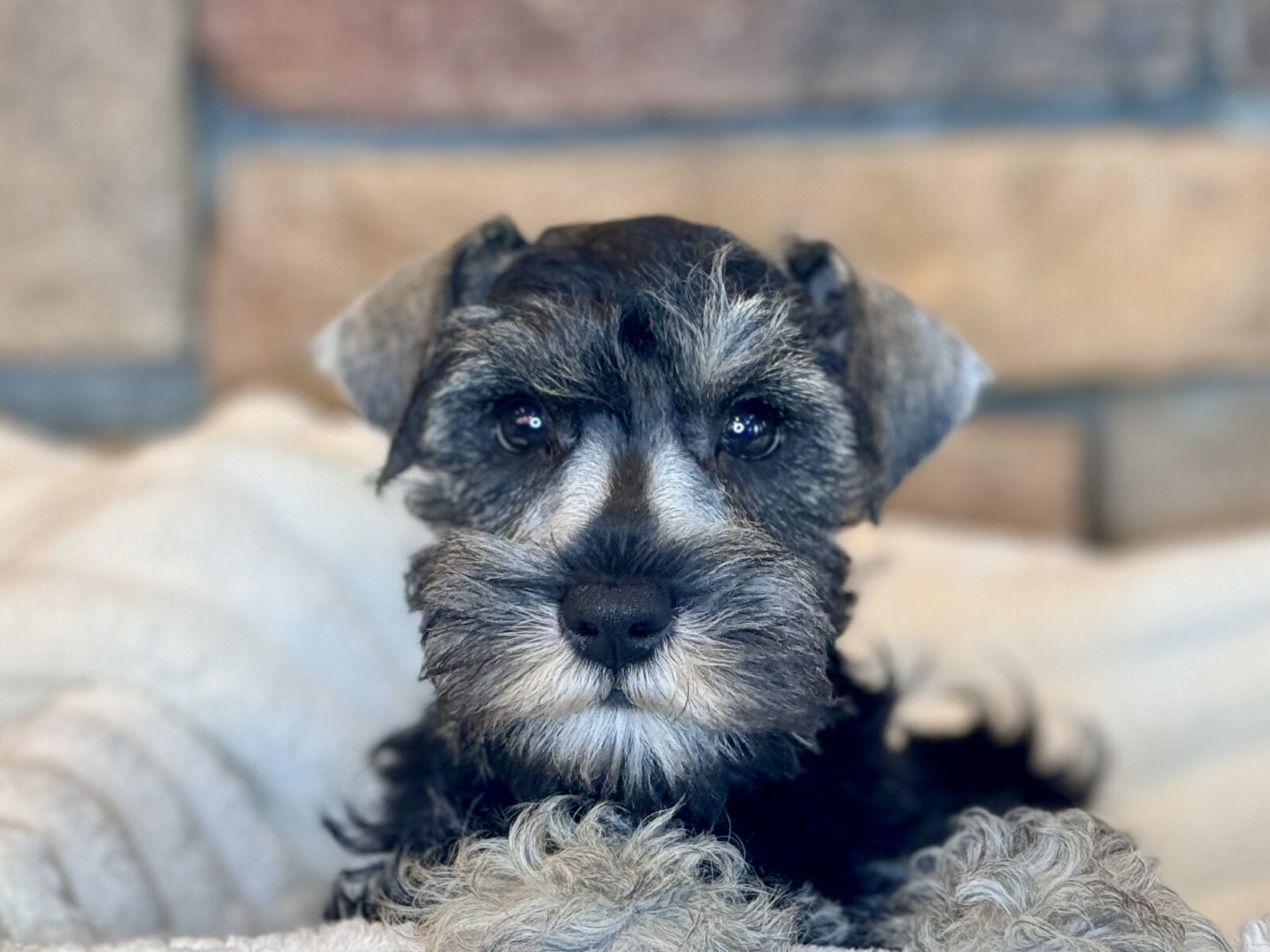 Petland Sarasota | Buy Puppies, Pets & Dog Supplies