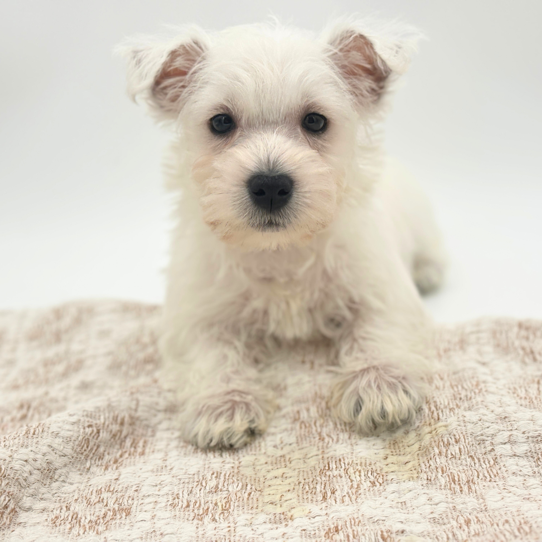 Timothy Mast Archives - Petland Sarasota, Florida